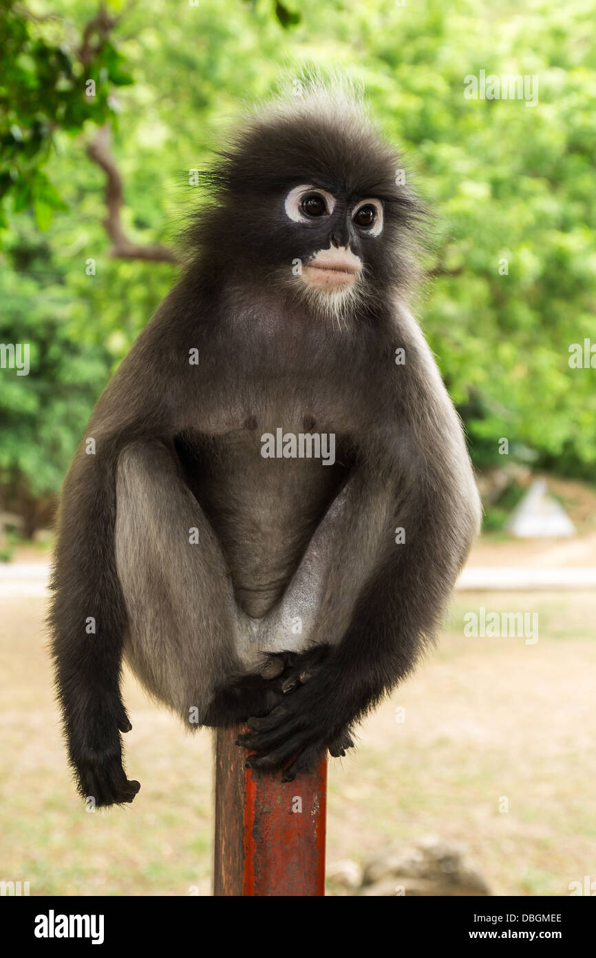 Monkey pipe hi-res stock photography and images - Alamy