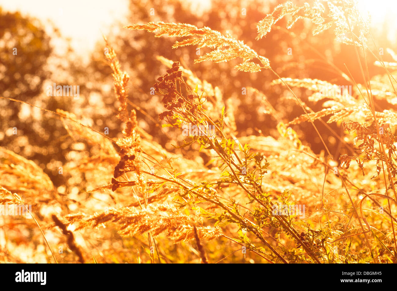 An image of dried grass Stock Photo - Alamy