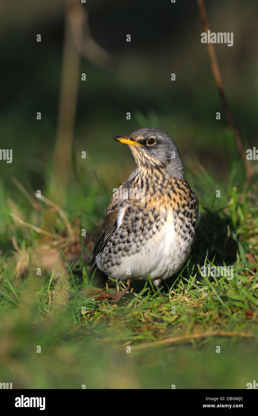 Fieldfare hi-res stock photography and images - Alamy