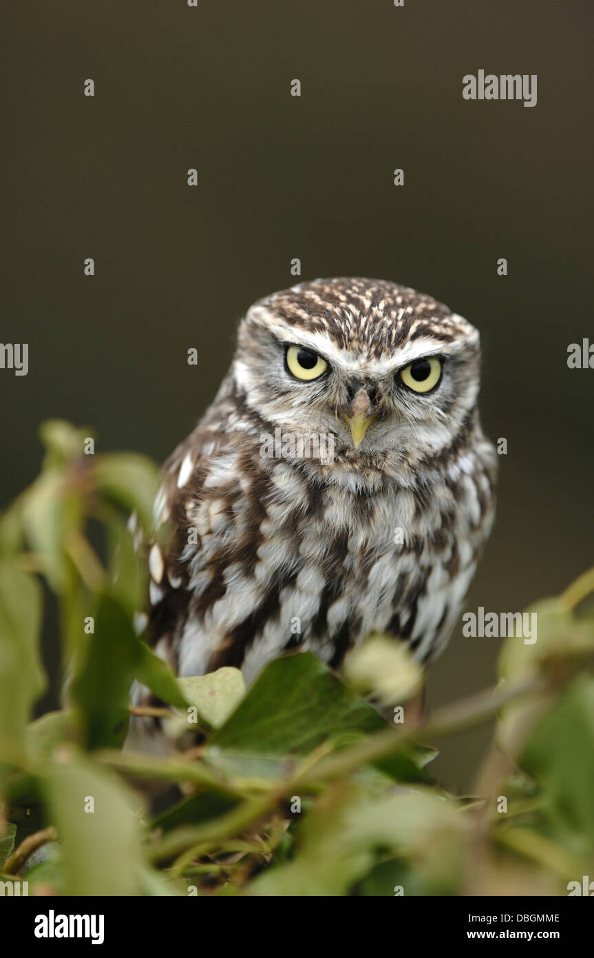 An observant little owl Stock Photo - Alamy