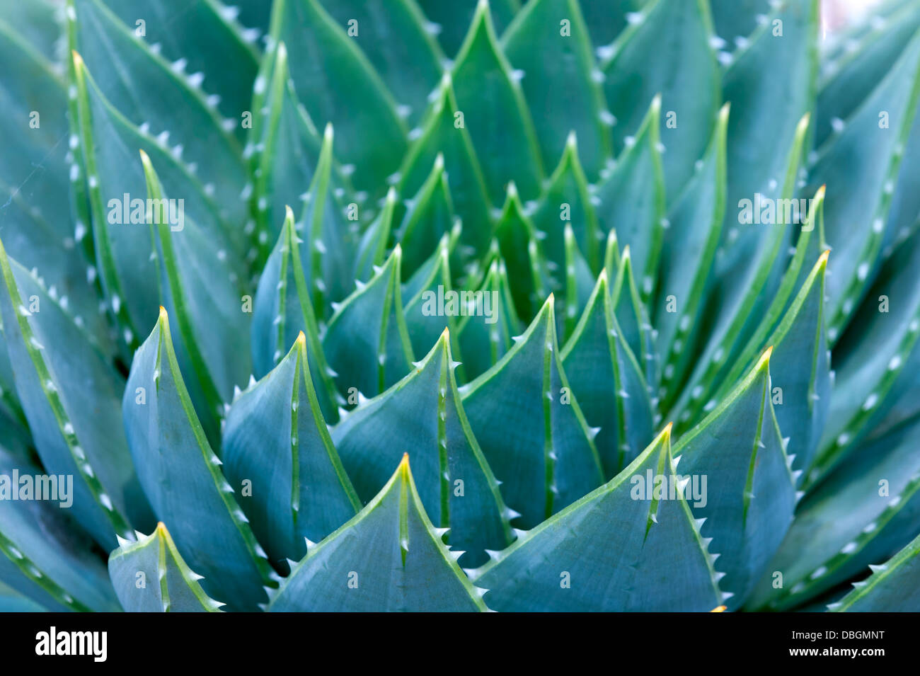aloe polyphylla plant detail succulent Stock Photo - Alamy
