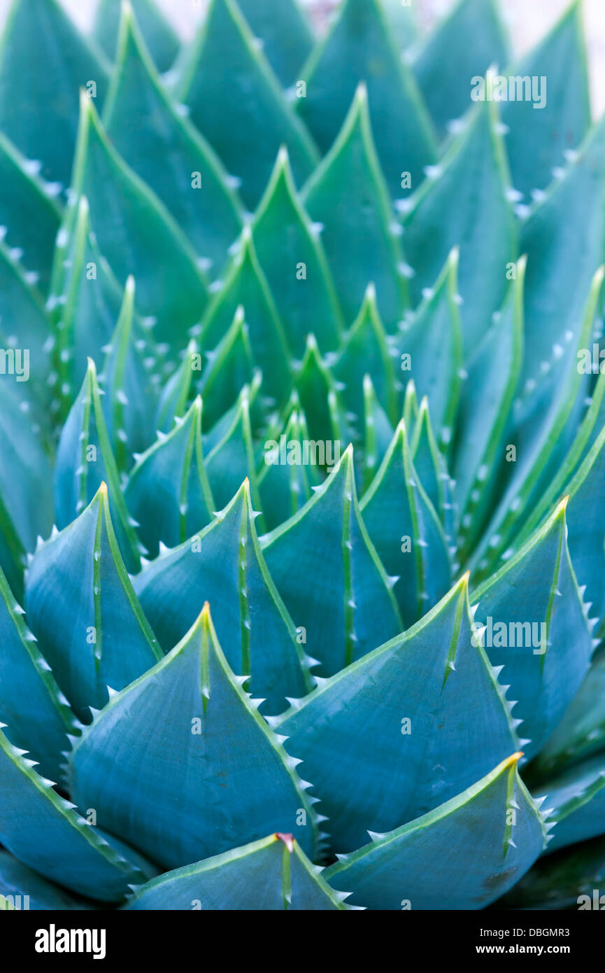 Polyphylla hi-res stock photography and images - Alamy