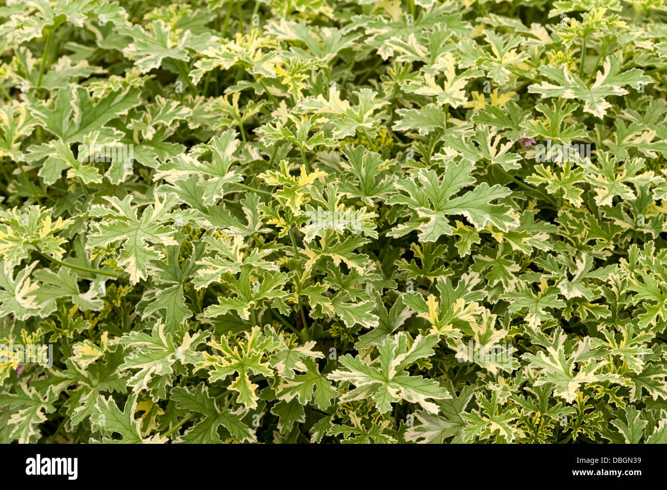 Lady plymouth geranium hi-res stock photography and images - Alamy