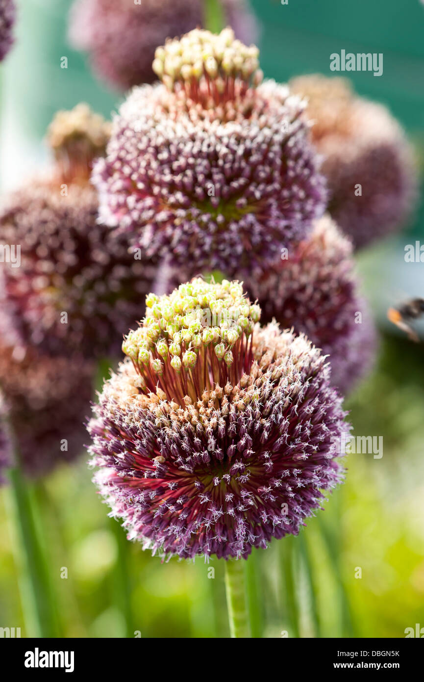 Forelock High Resolution Stock Photography and Images - Alamy