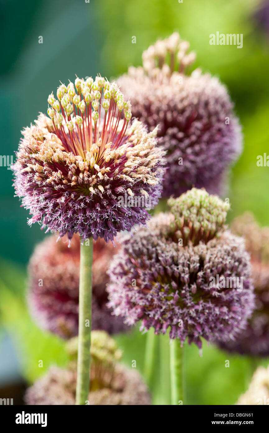 Forelock hi-res stock photography and images - Alamy