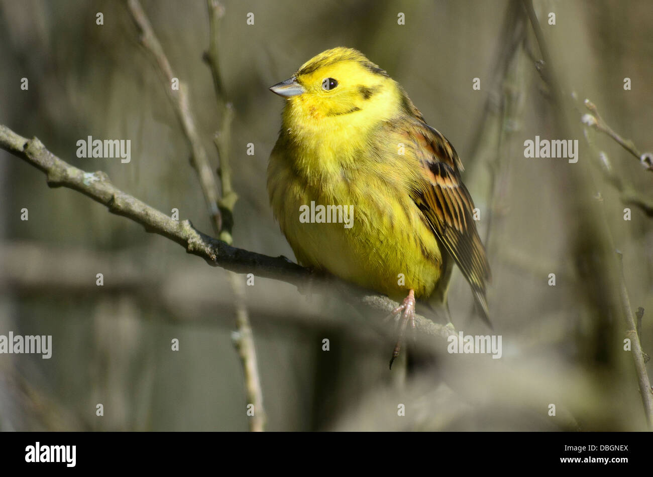 Yellowhammer hi-res stock photography and images - Alamy