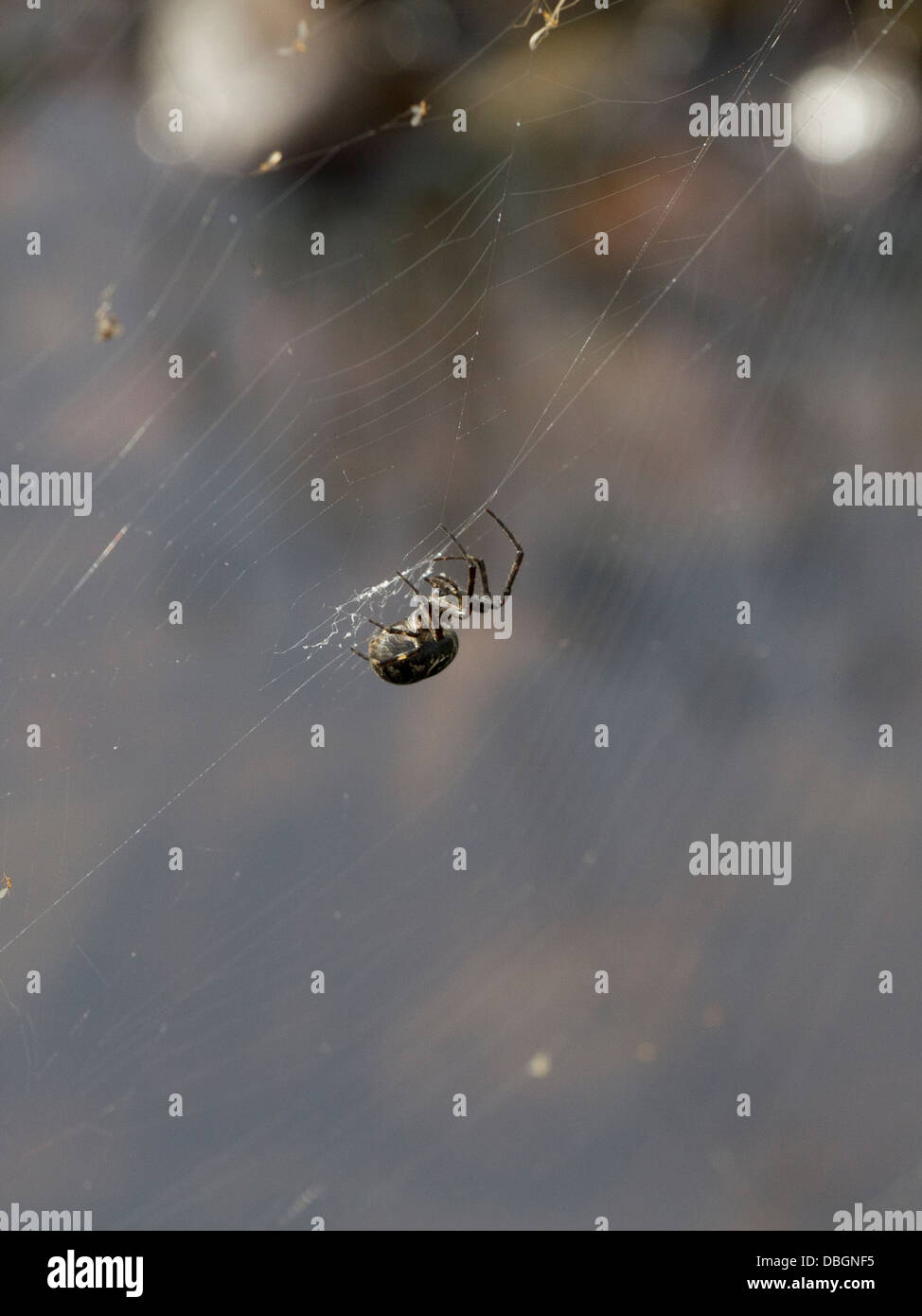 Walnut orb weaver spider hi-res stock photography and images - Alamy Walnut orb weaver spider hi-res stock photography and images - Alamy