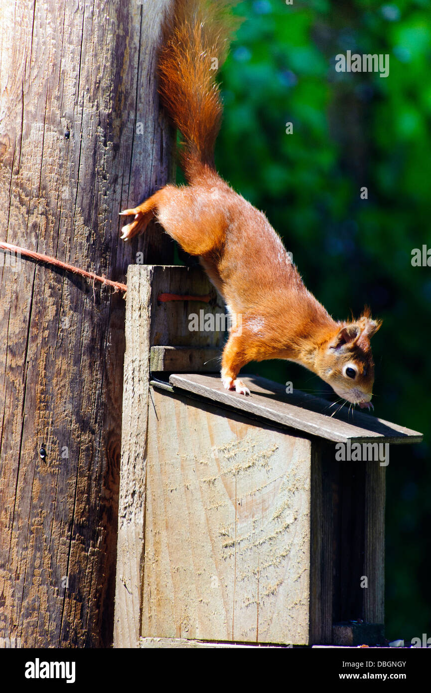 Squirrel at Dulas Anglesey North Wales Uk Stock Photo - Alamy