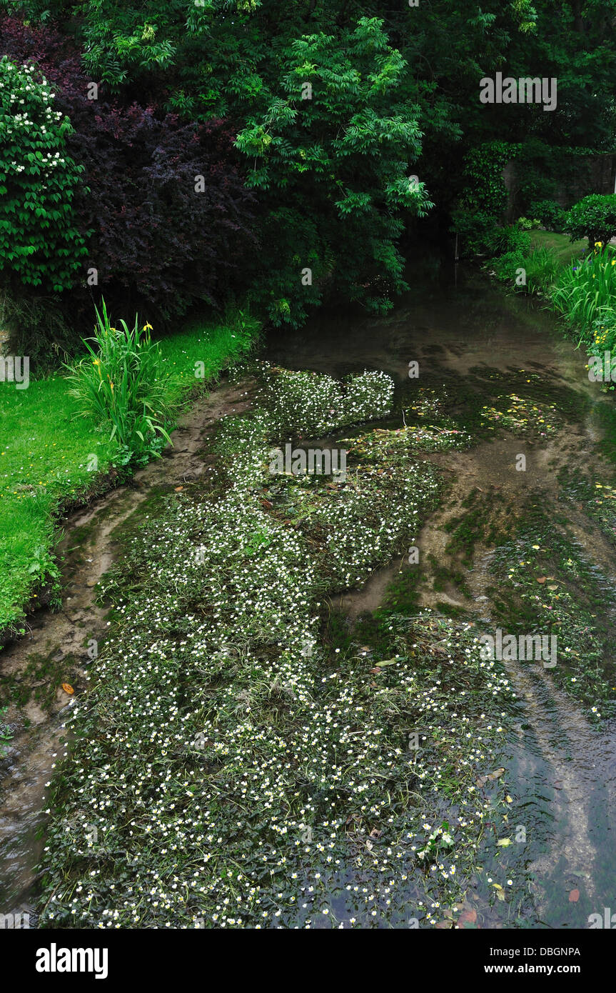 Piddle hi-res stock photography and images - Alamy