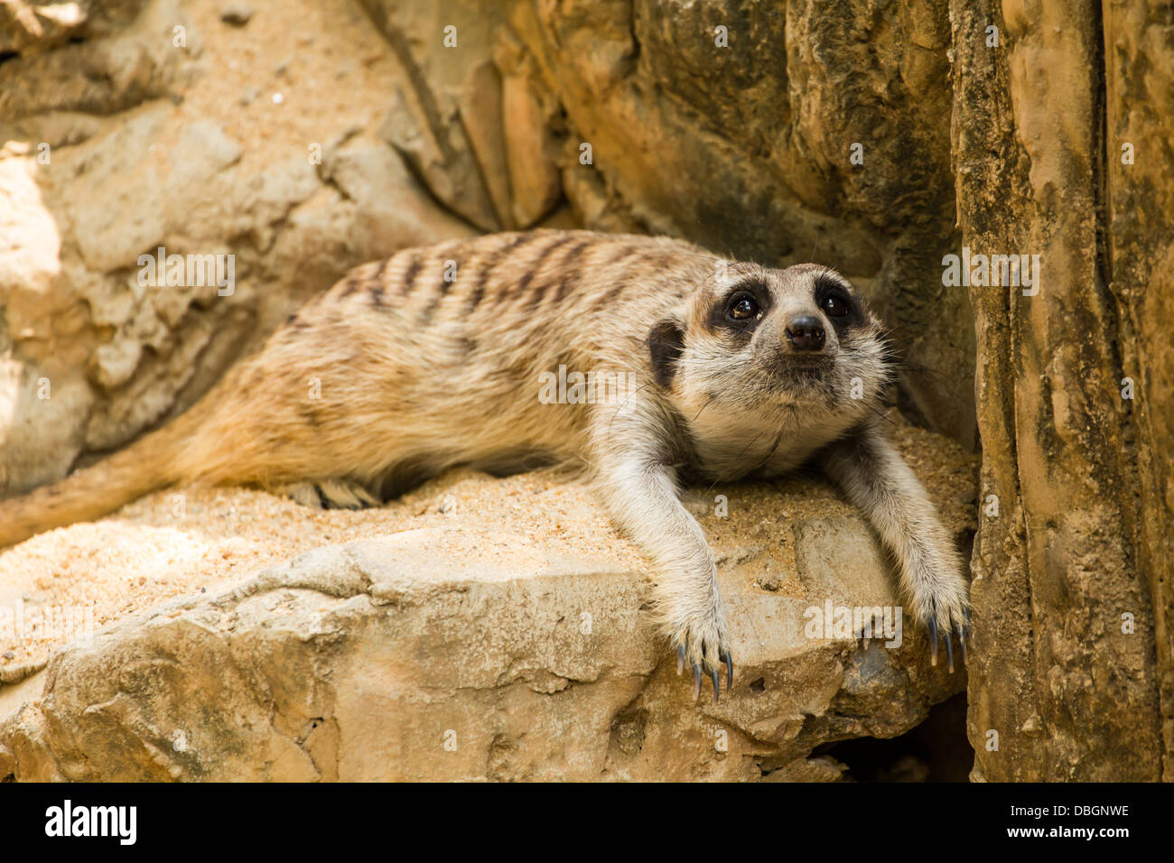 Meerkat resting on the ground in zoo hi-res stock photography and ...