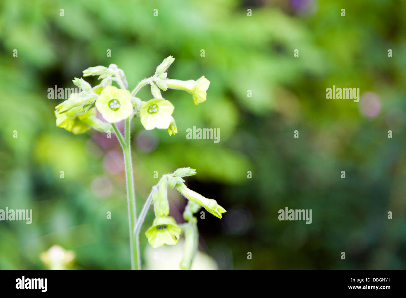 Tinkerbell flowers hi-res stock photography and images - Alamy
