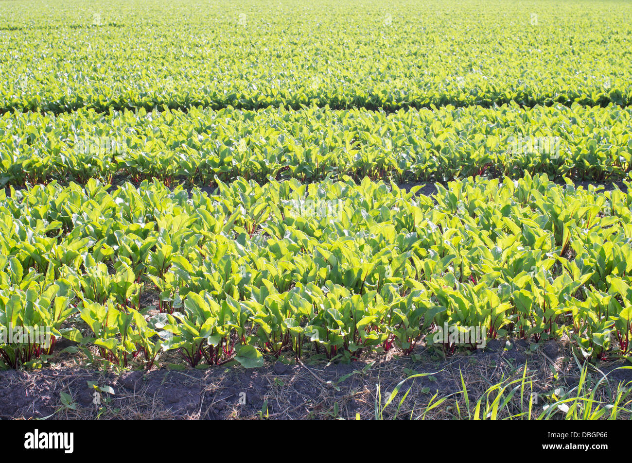 Beetroot uk hi-res stock photography and images - Alamy