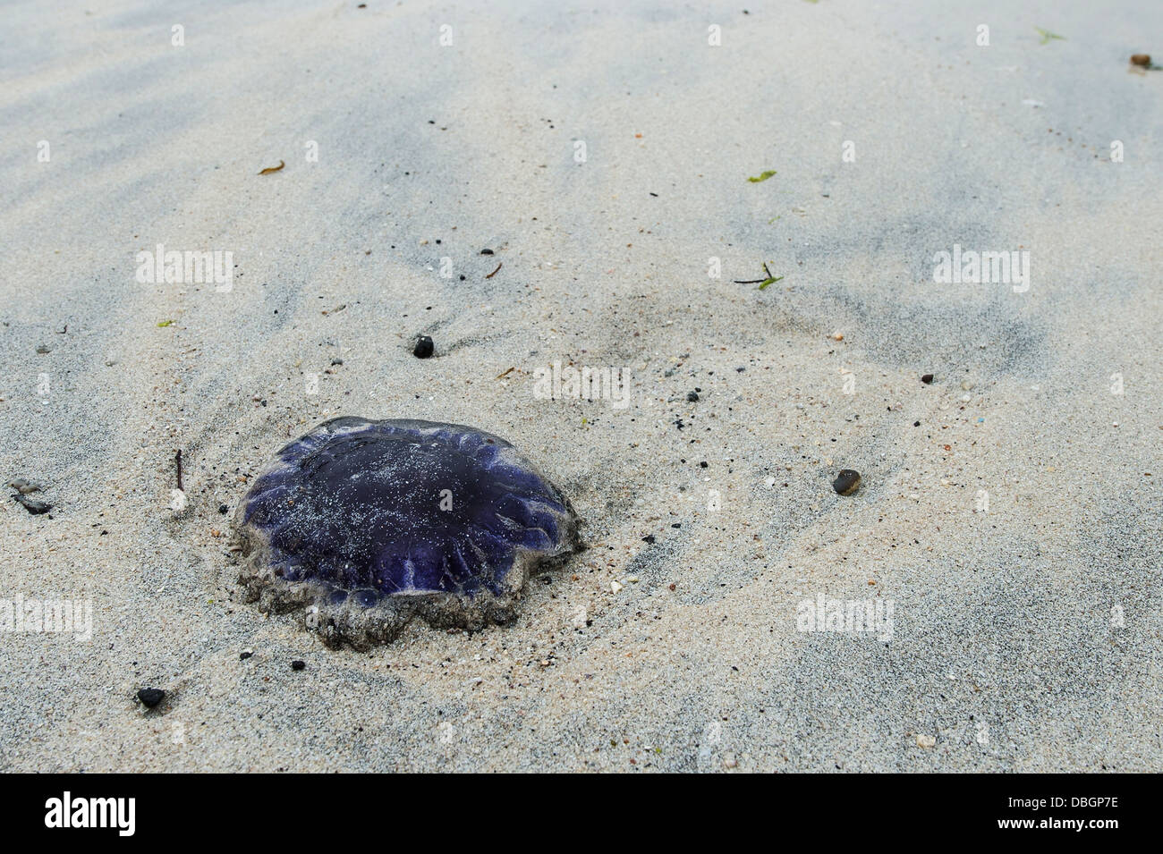 Blue Jelly Fish Stock Photo - Alamy