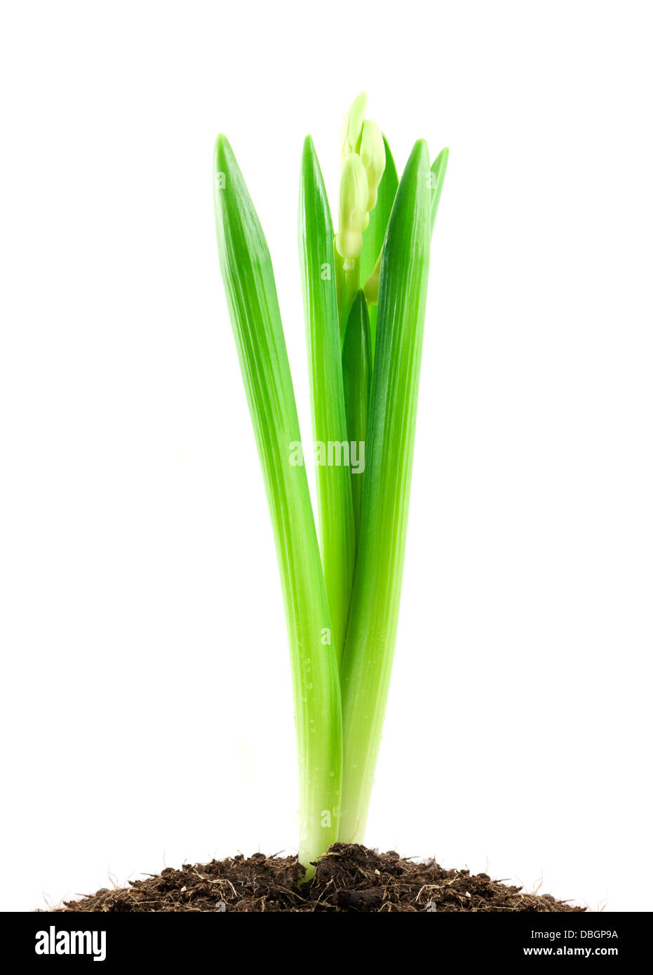 Flower isolated on white background Stock Photo - Alamy