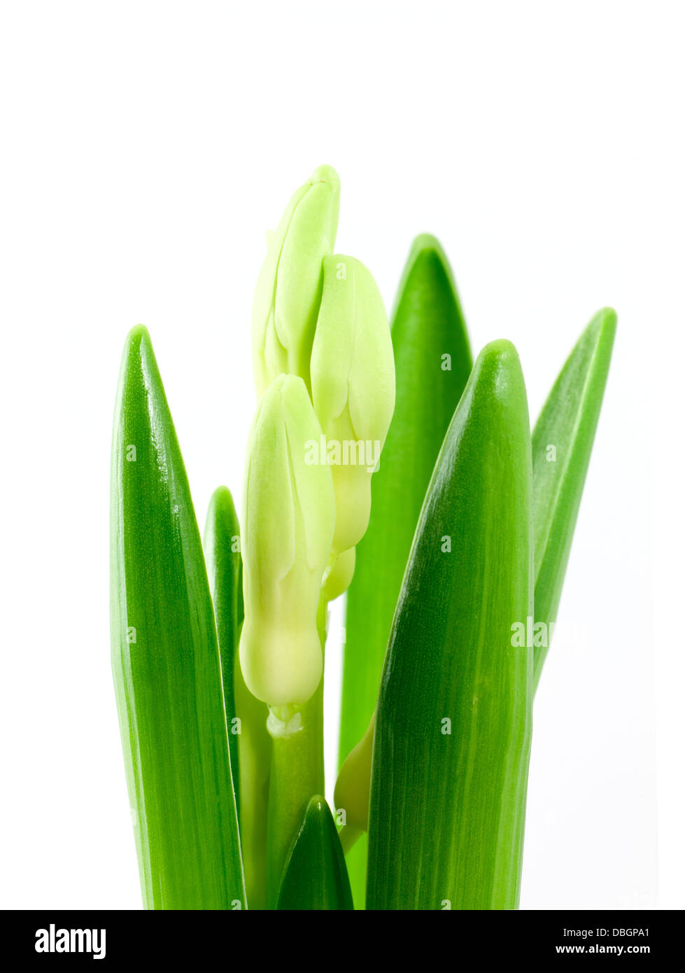 Flower isolated on white background Stock Photo - Alamy