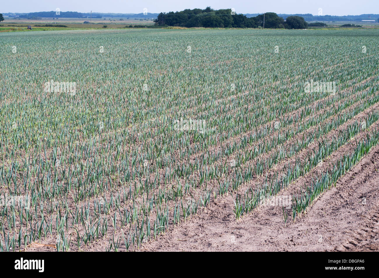 Growing leeks hi-res stock photography and images - Alamy