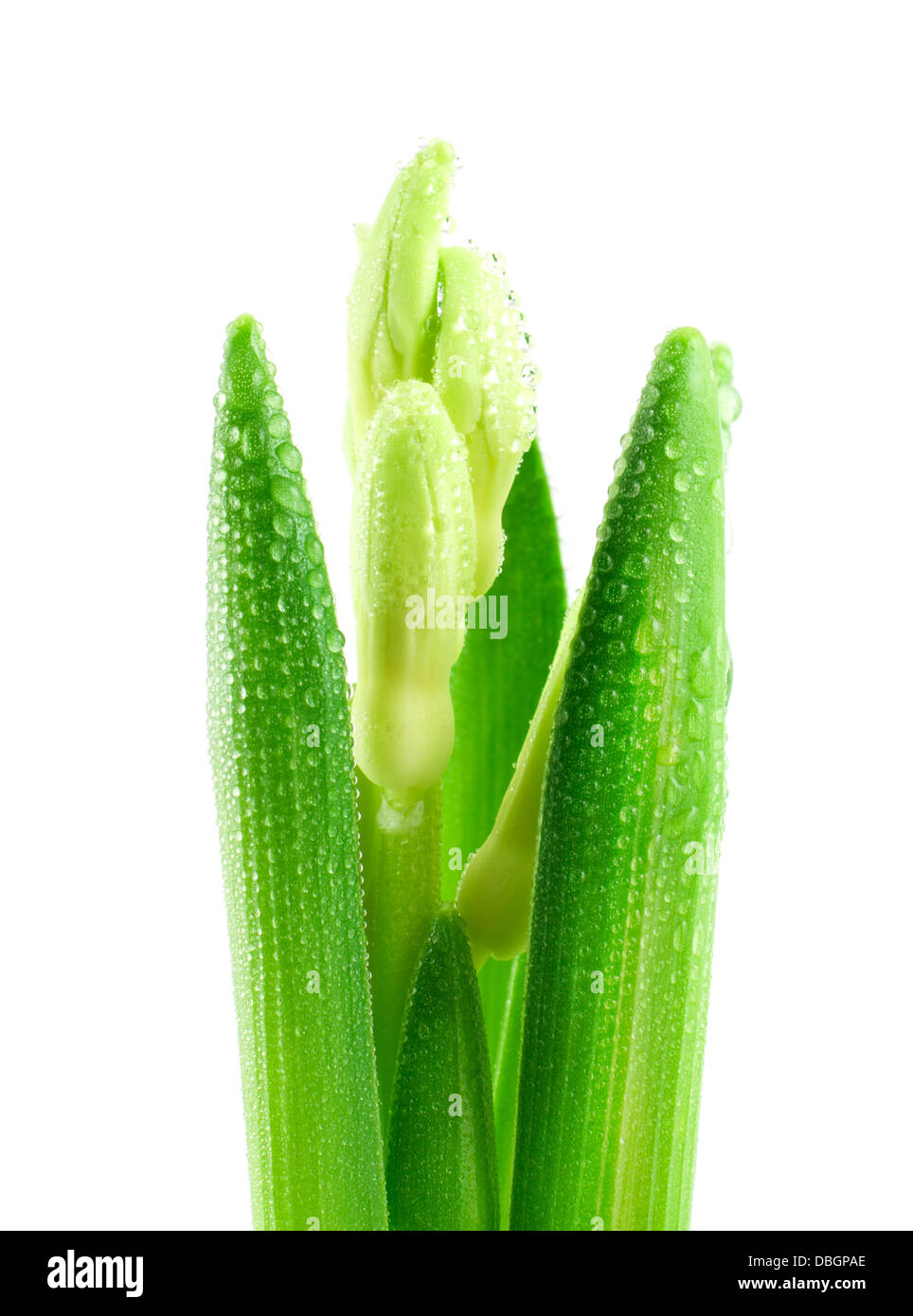 Flower isolated on white background Stock Photo - Alamy