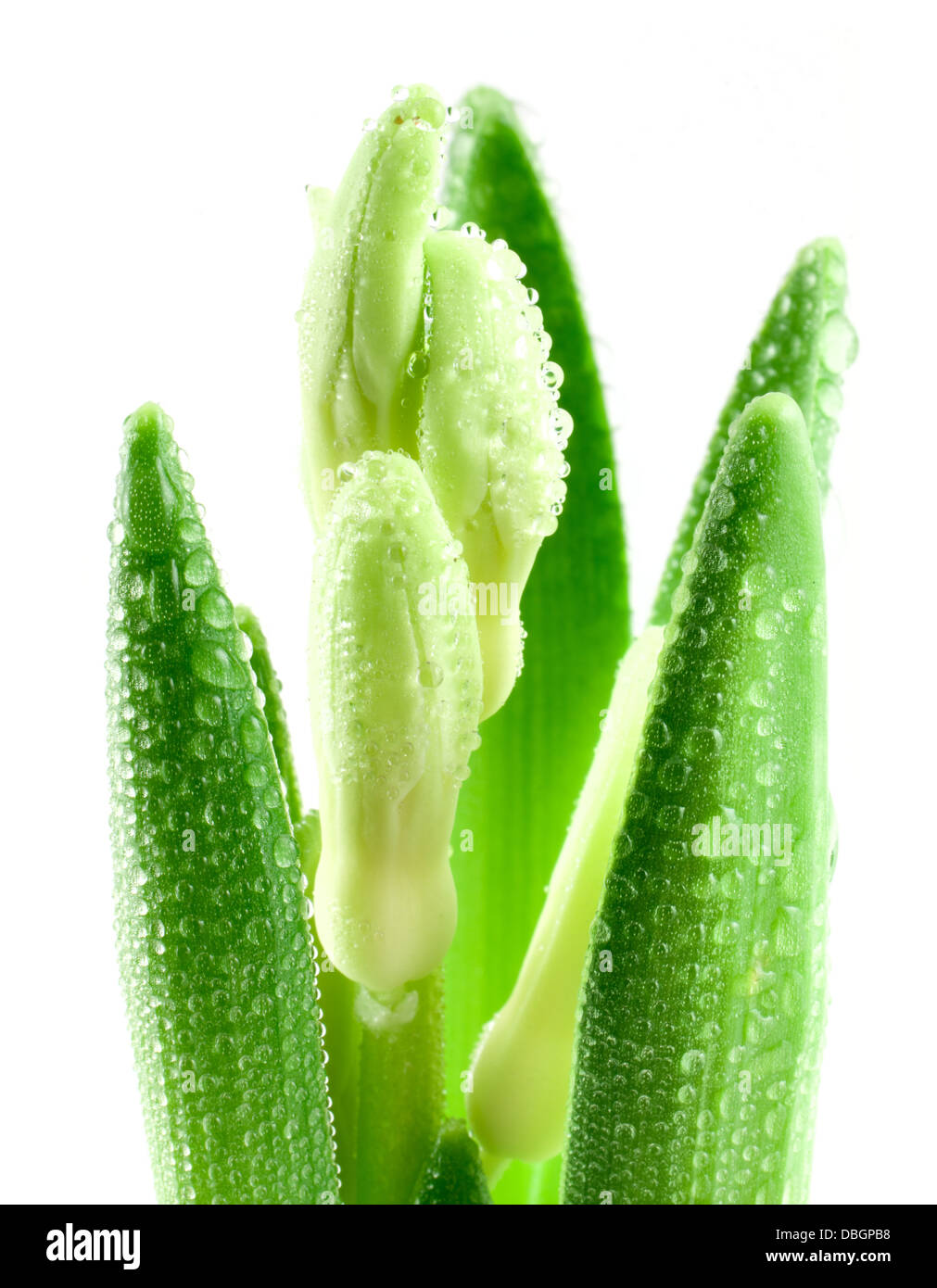 Flower isolated on white background Stock Photo - Alamy