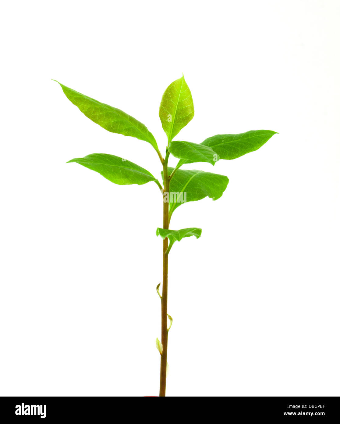 Symbols of new life nature hi-res stock photography and images - Alamy