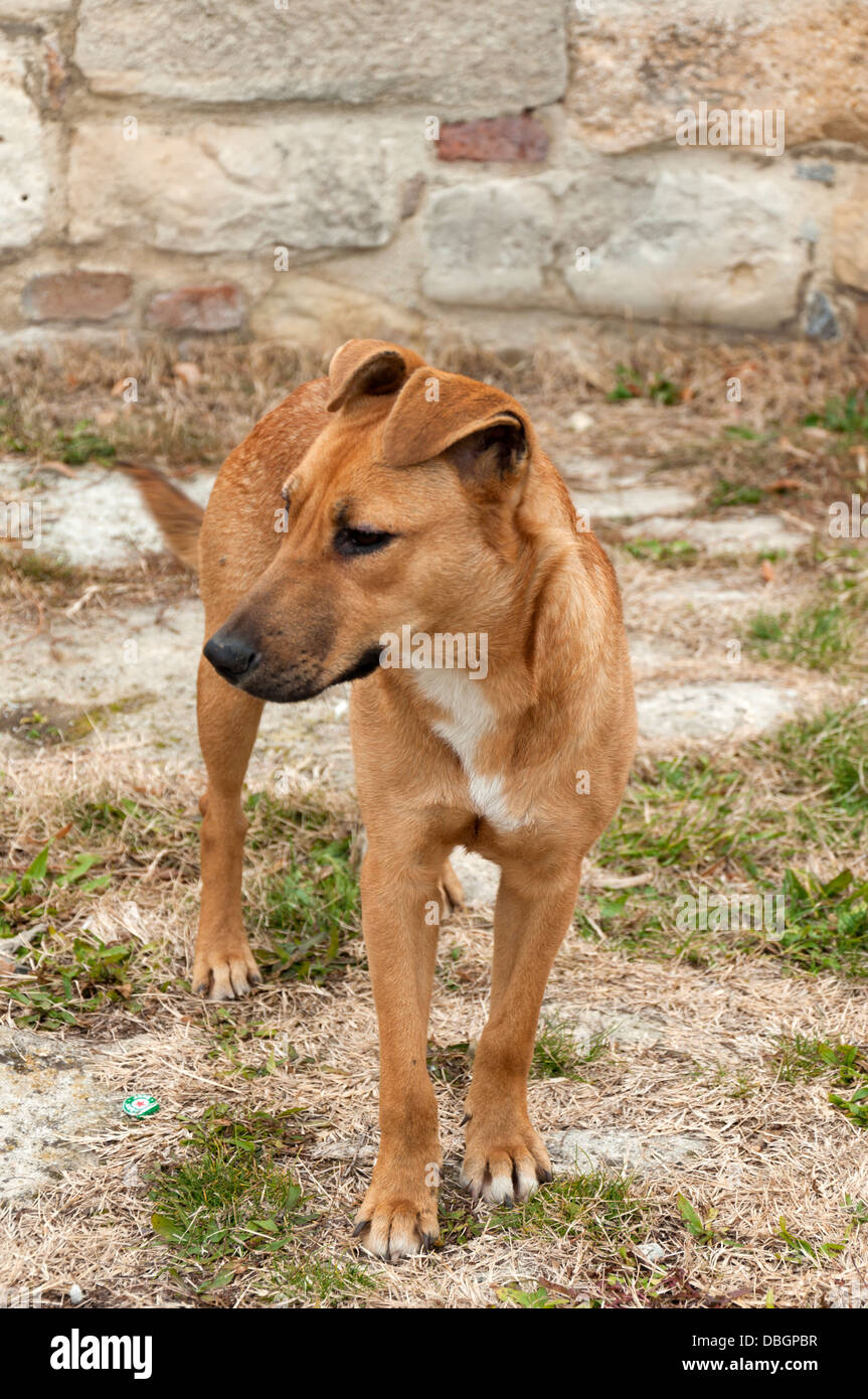 Yellow domestic dog outdoor Stock Photo - Alamy