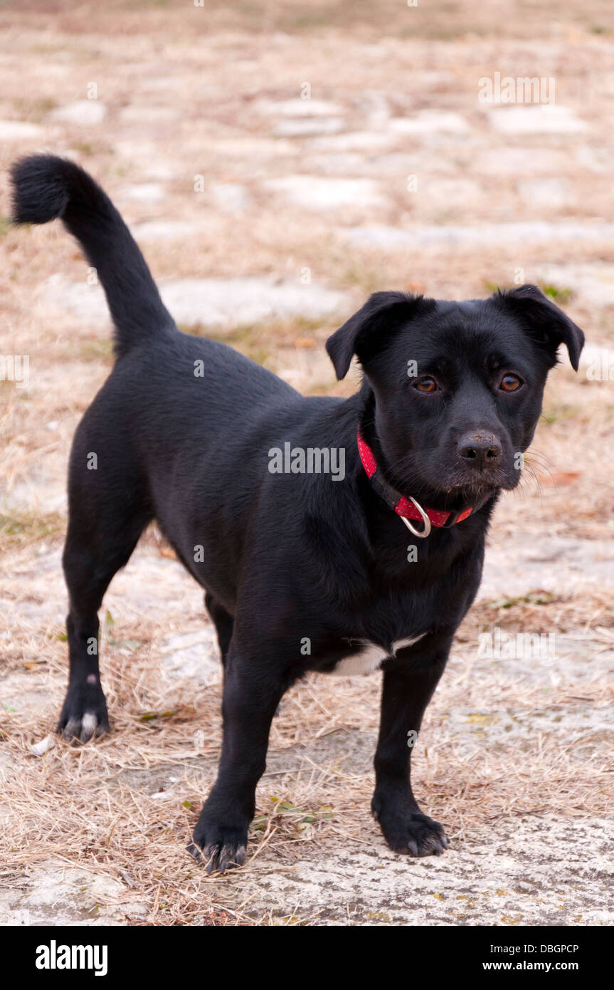 Angry black domestic dog outside hi-res stock photography and images ...