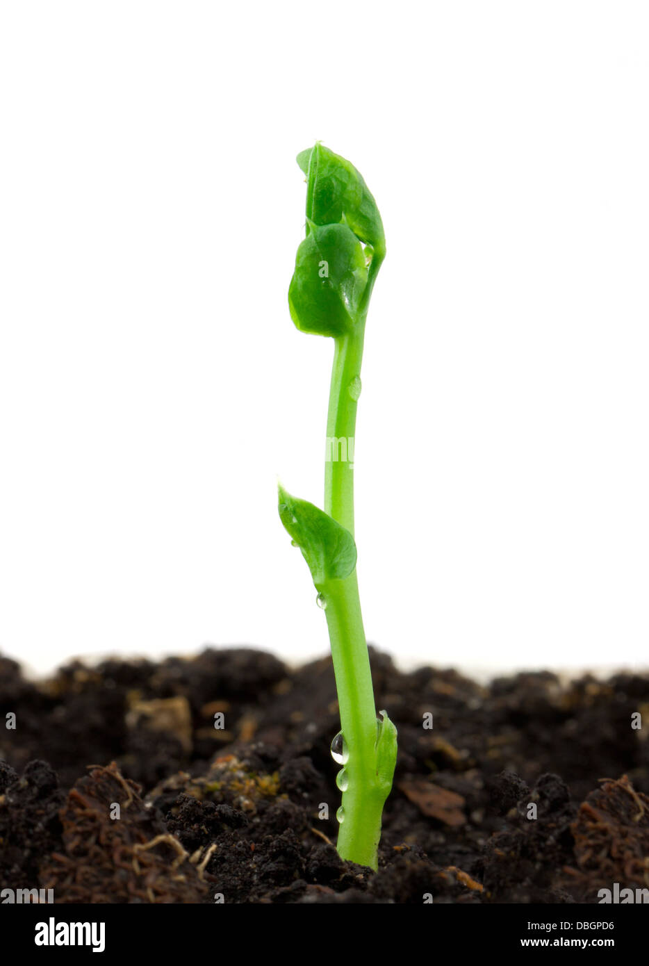 Small pea plant Stock Photo - Alamy