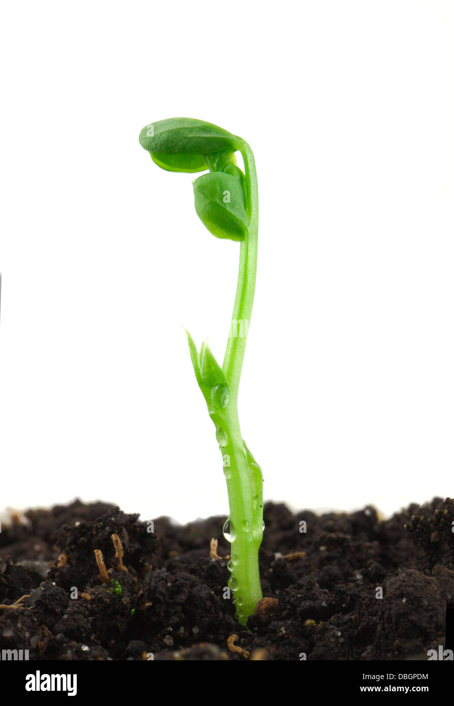 Small pea plant Stock Photo - Alamy