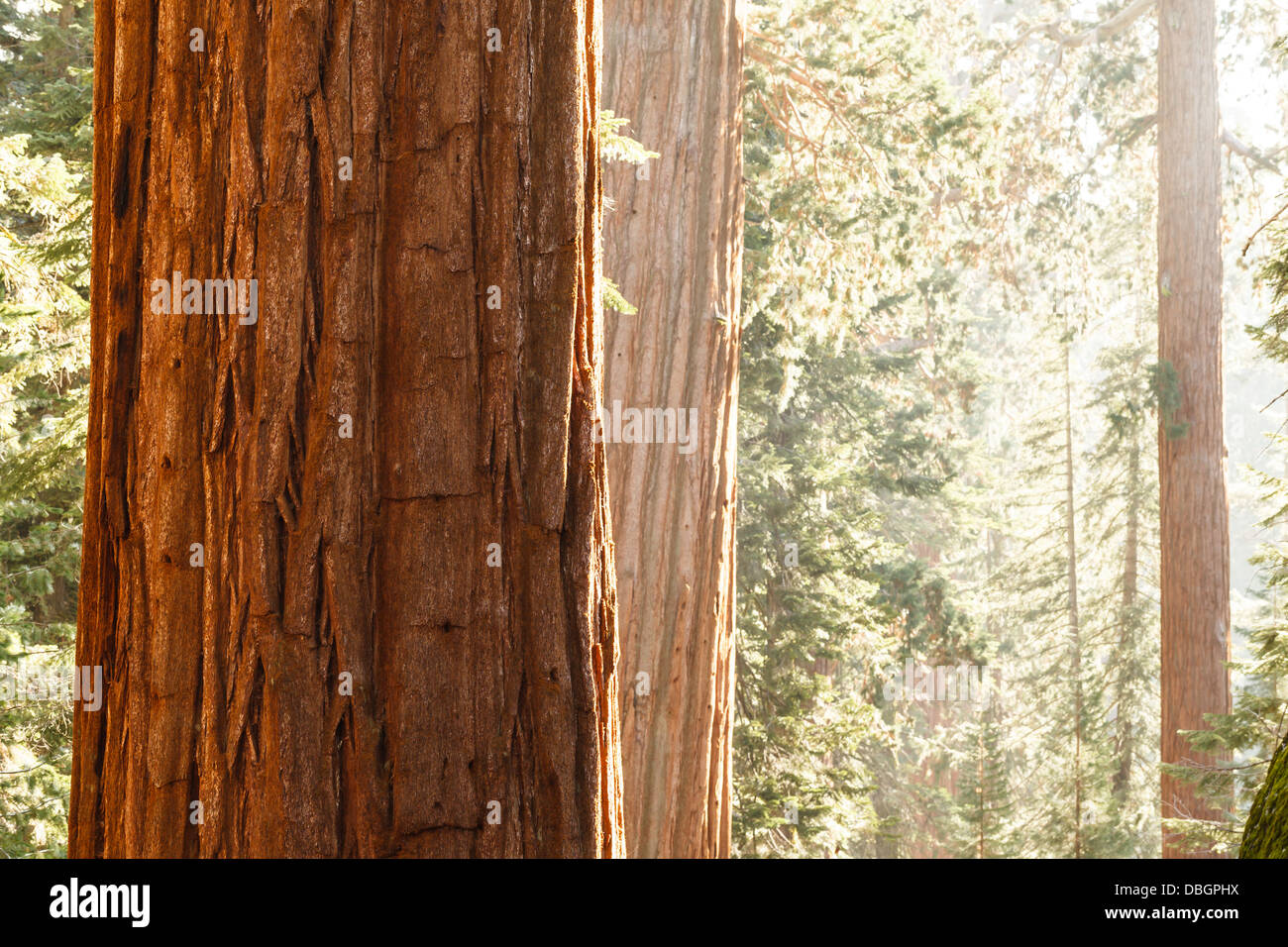 Close-up of bark on the trunk of a Giant Sequoia Tree, Sequoiadendron giganteum, in the sunlight ...