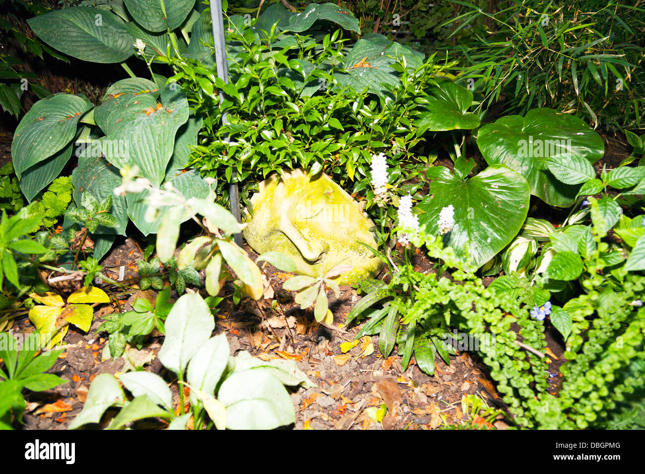 Typical English Face