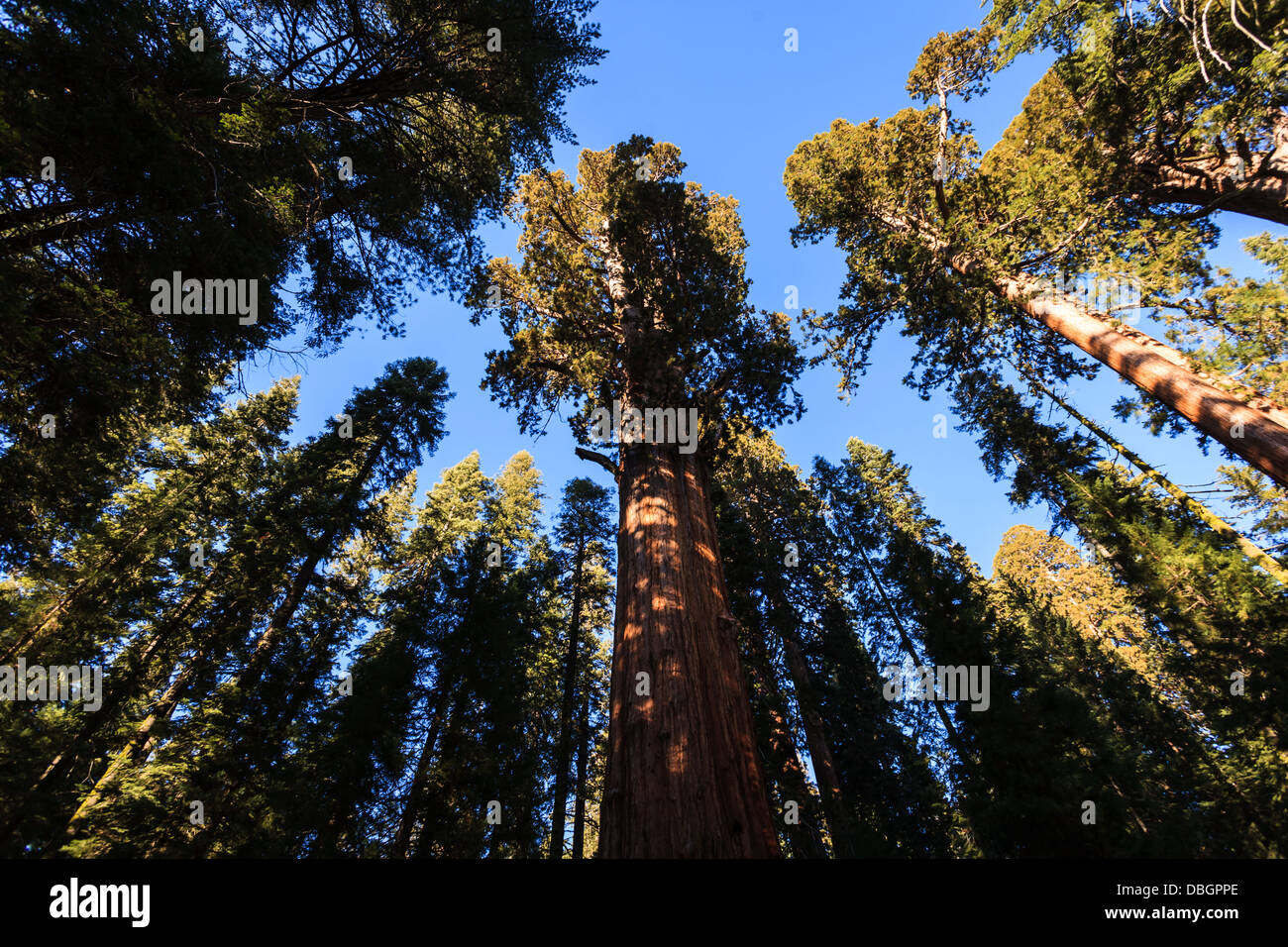 Sequoiadendron giganteum, Giant Sequoia redwood tree trunks reach up ...