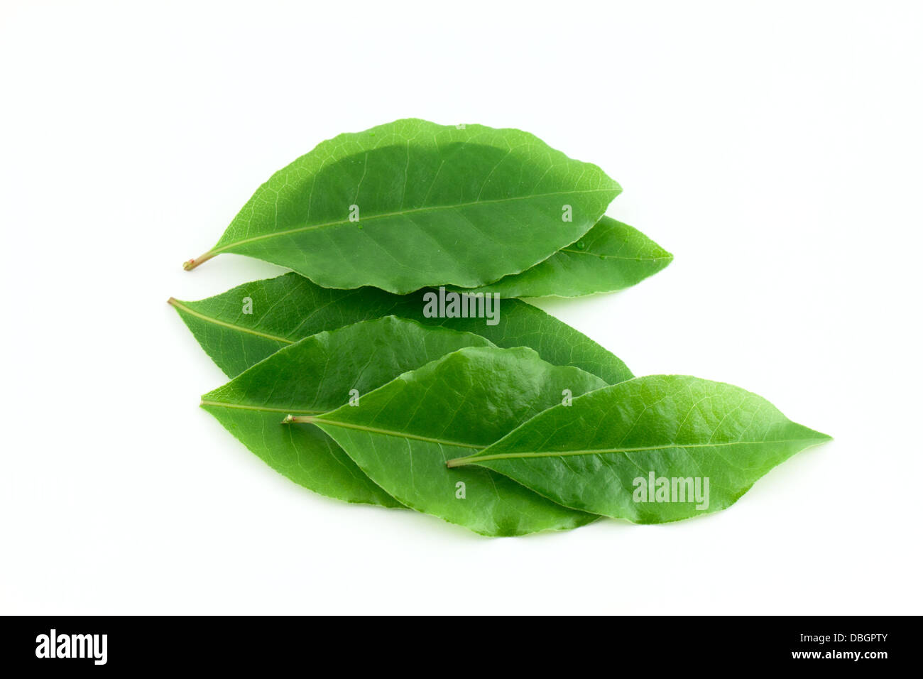 Flavor laurel hi-res stock photography and images - Alamy