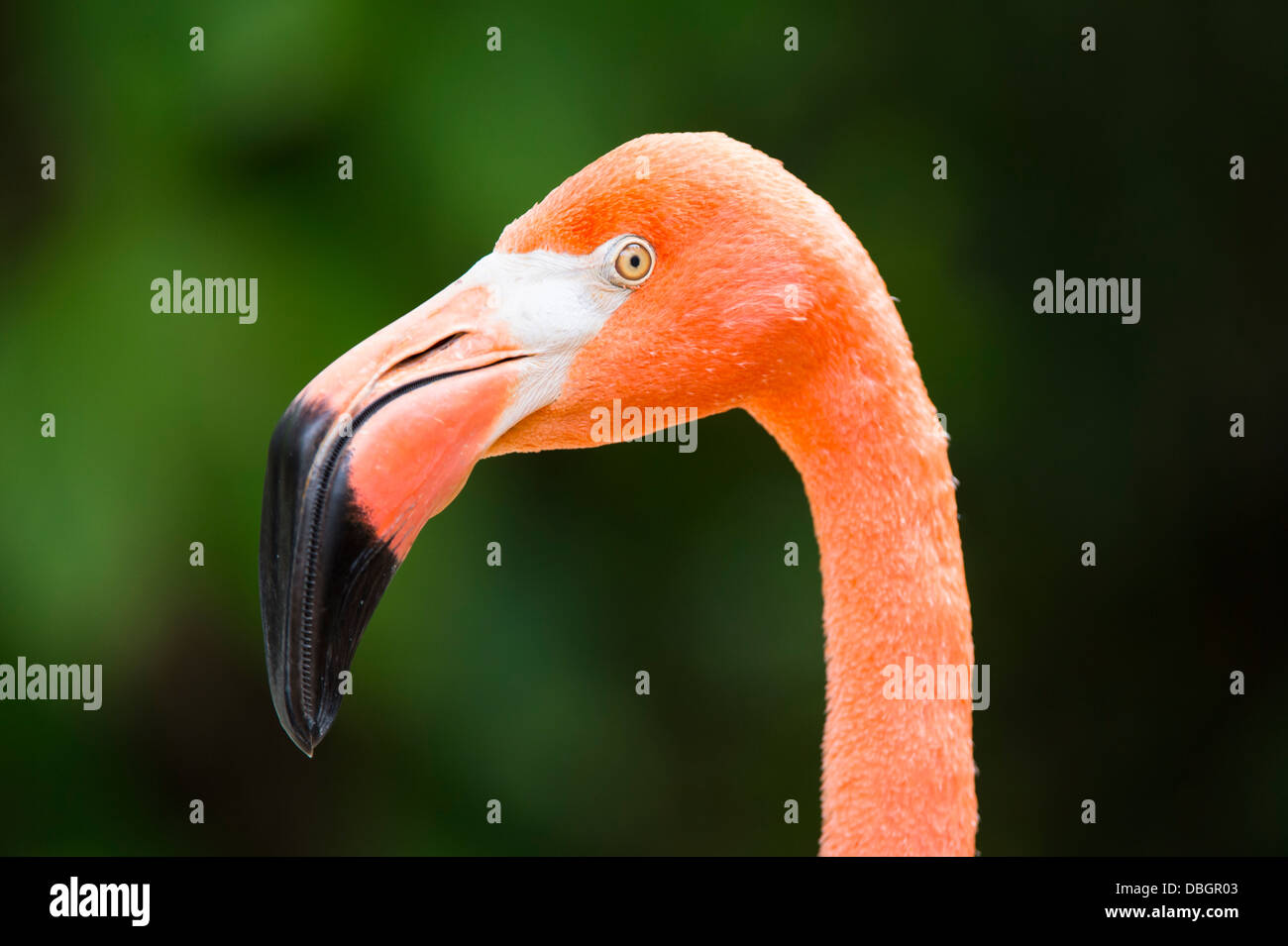 American flamingo in habitat hi-res stock photography and images - Alamy