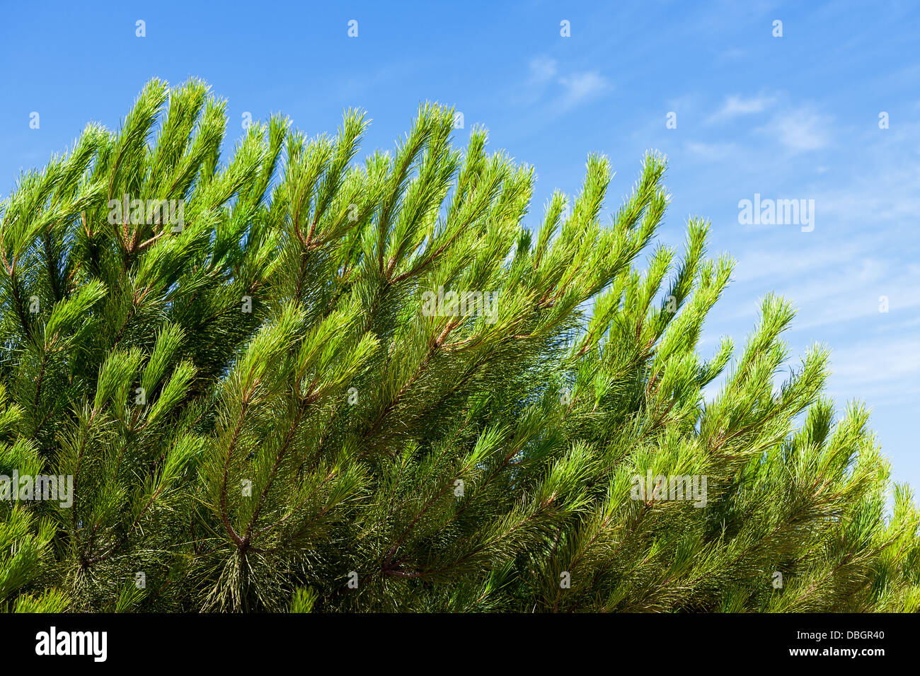 The branch of pine tree over blue sky, closeup Stock Photo - Alamy