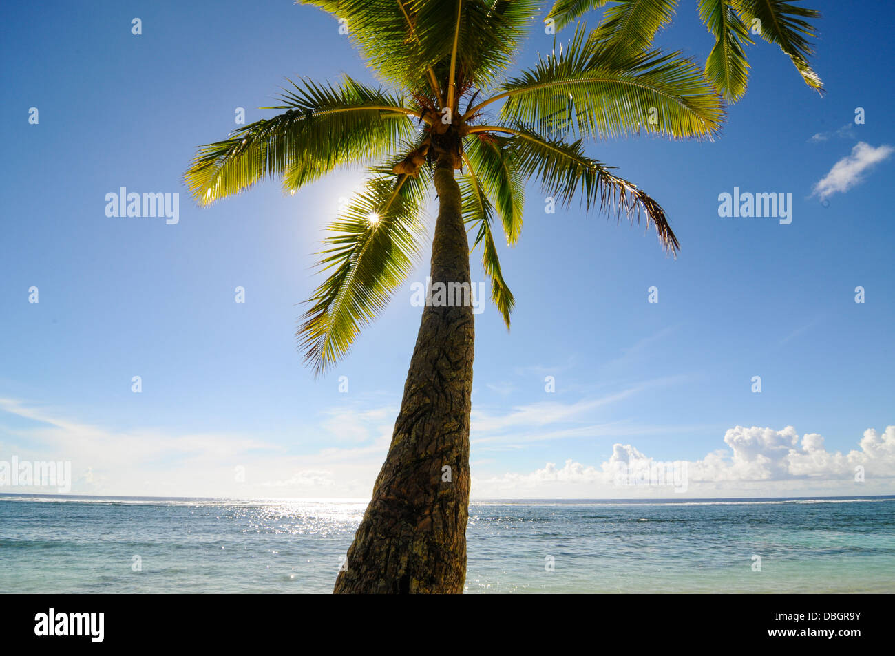 Palm tree in the cook islands Stock Photo - Alamy