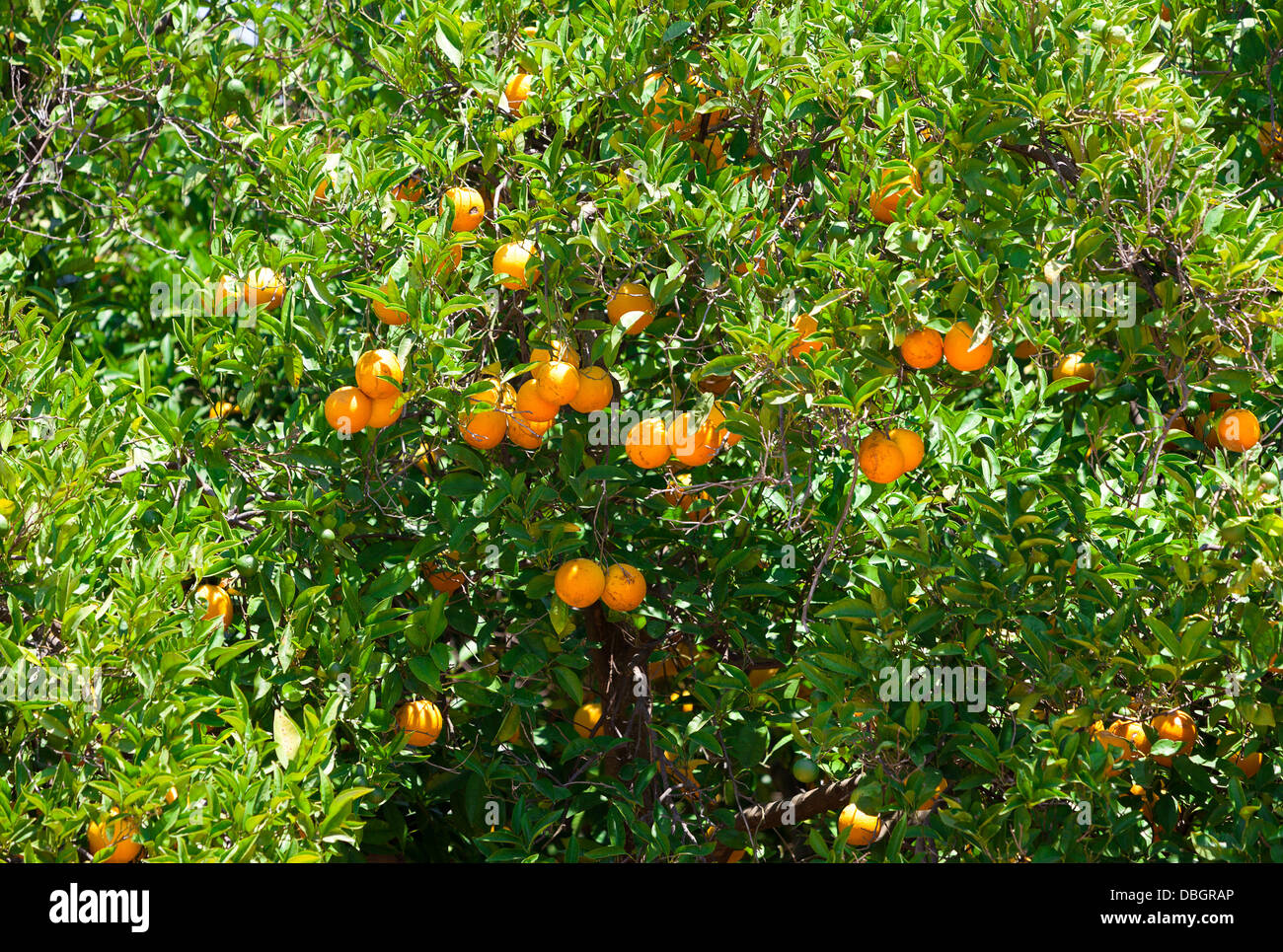 Orange fruits tree hi-res stock photography and images - Alamy