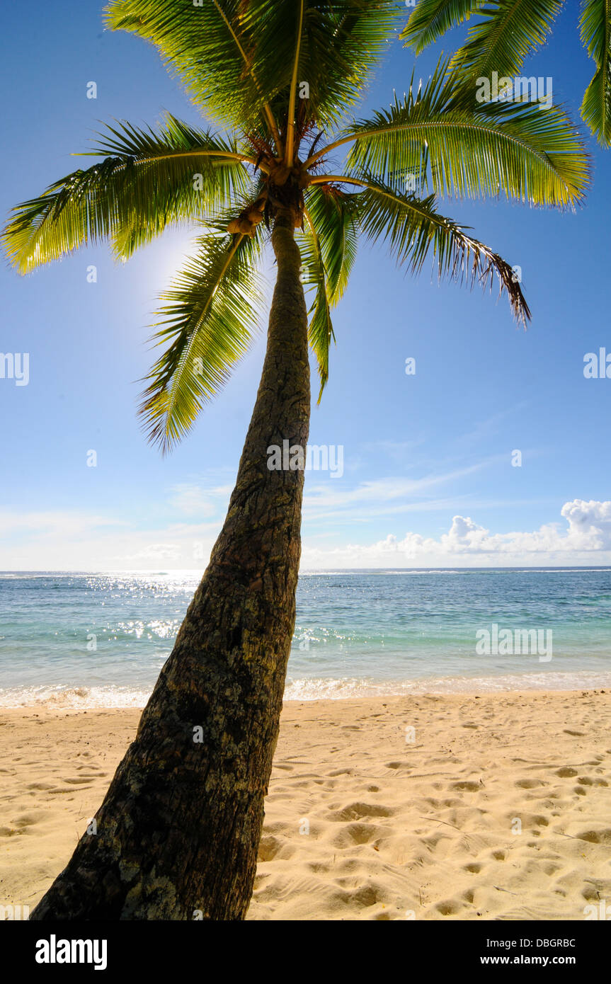 Palm tree in paradise Stock Photo - Alamy