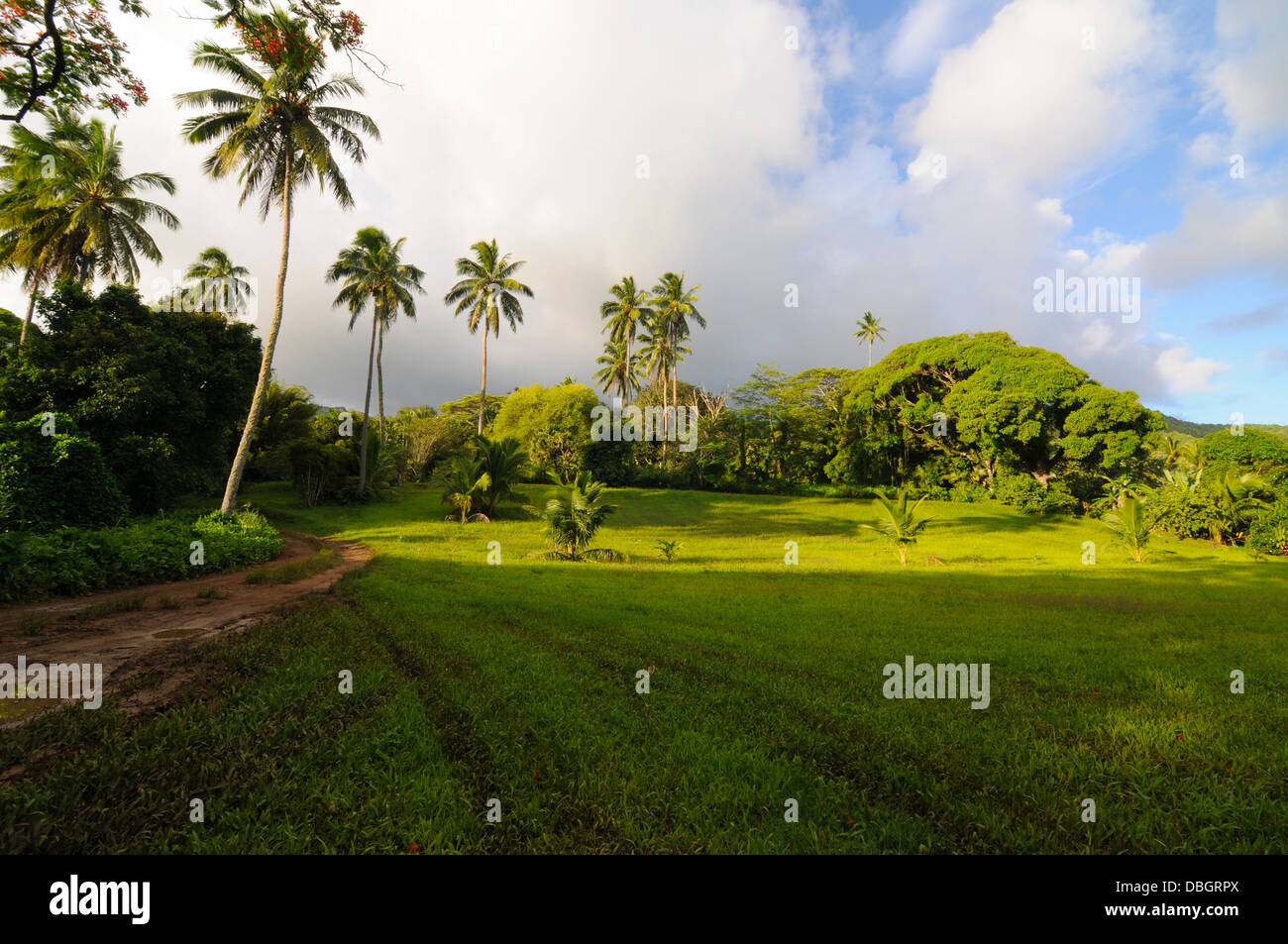 Forest in the Cook Islands Stock Photo - Alamy