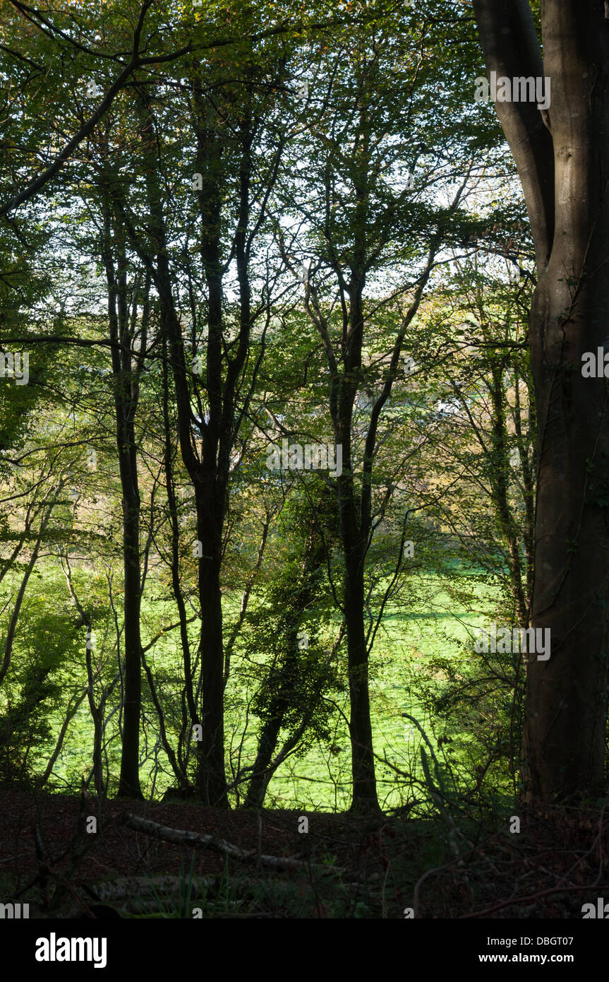 Beech tree silhouette hi-res stock photography and images - Alamy