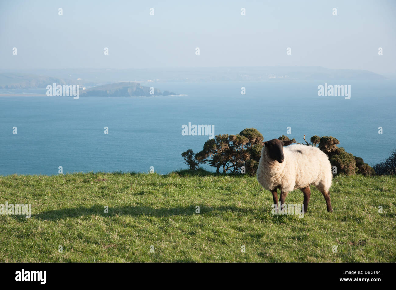 Single black-faced sheep on cliff-top Burgh Island in distance Stock ...