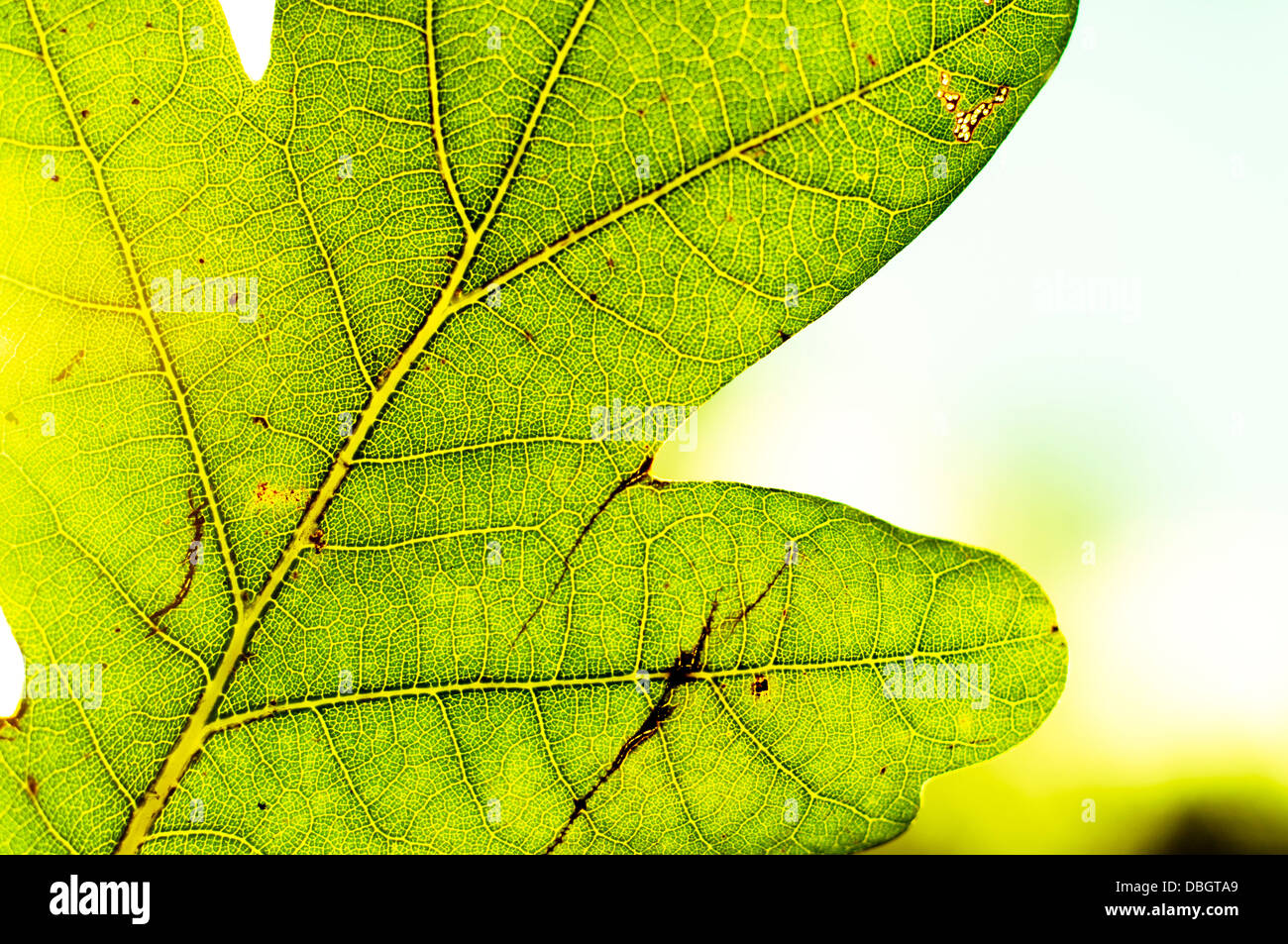 An image of leaf close up Stock Photo - Alamy