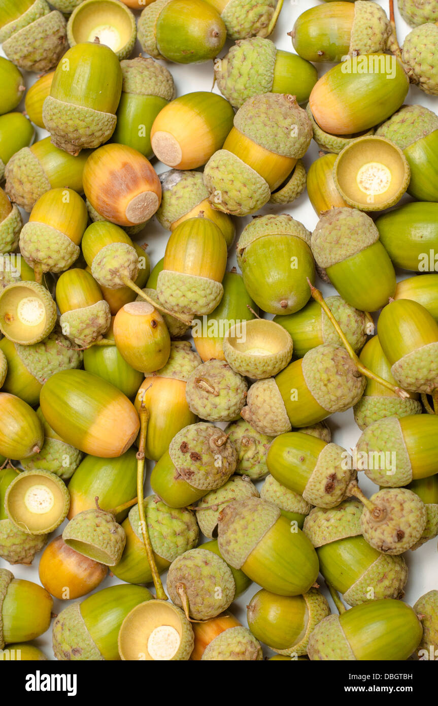 An image of haycorns Stock Photo - Alamy