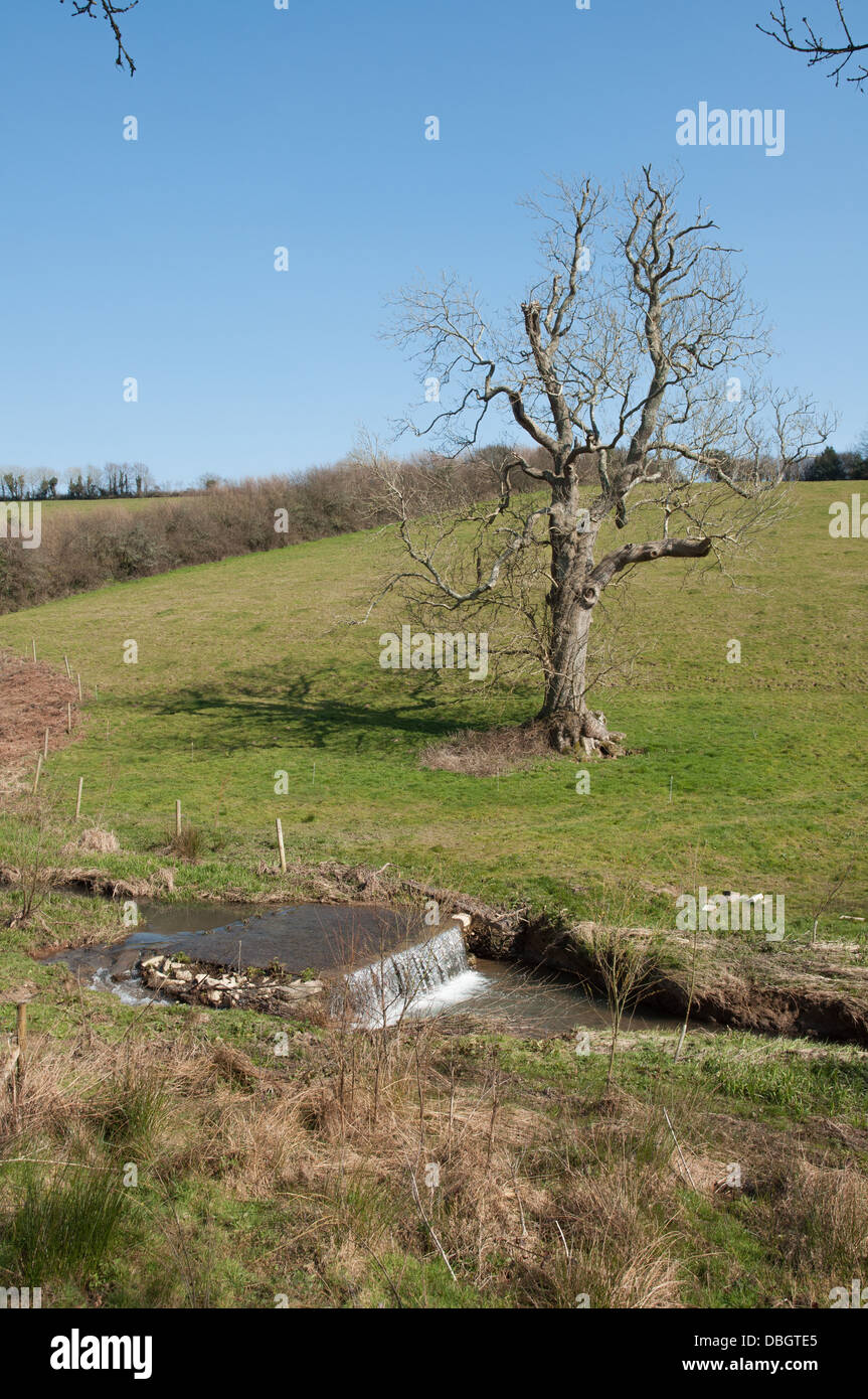 Small weir on Ayleston Brook large tree in field in background Stock ...