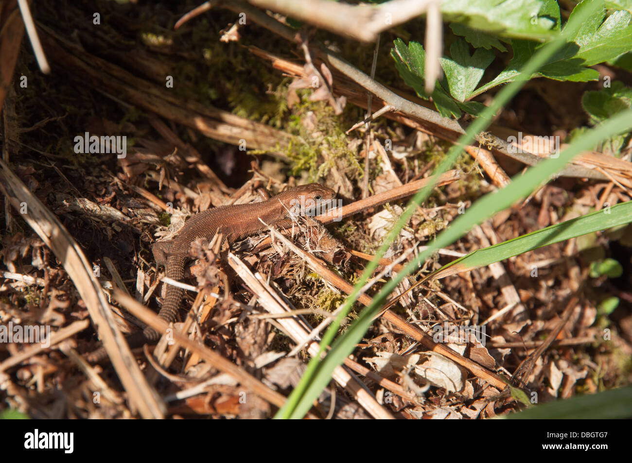 Devon bank hi-res stock photography and images - Alamy