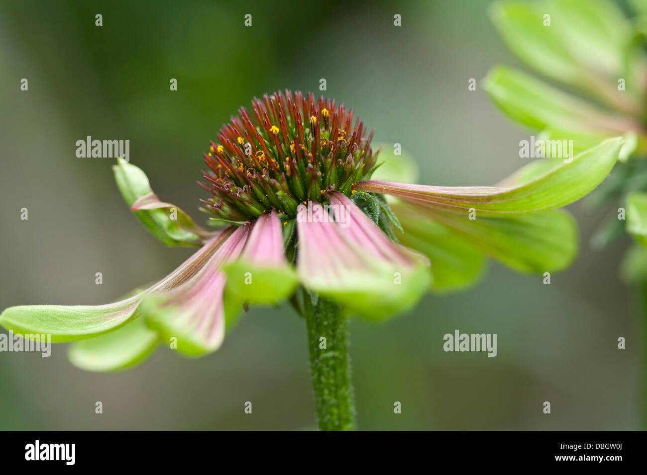 Floral flower petals hi-res stock photography and images - Alamy