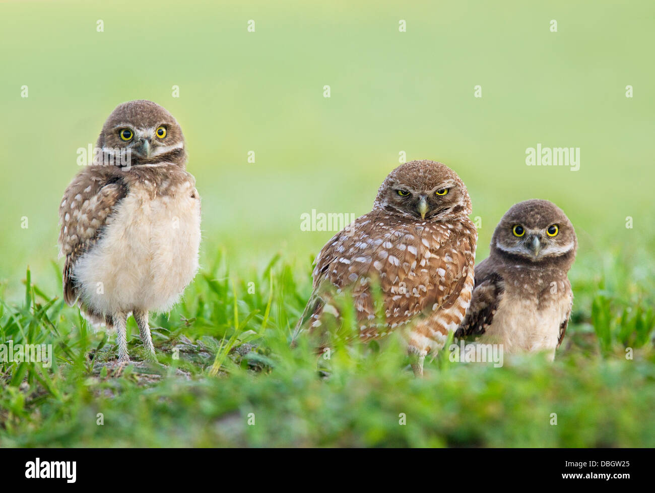BURROWING OWL (Athene cunicularia) two young outside burrow with parent ...