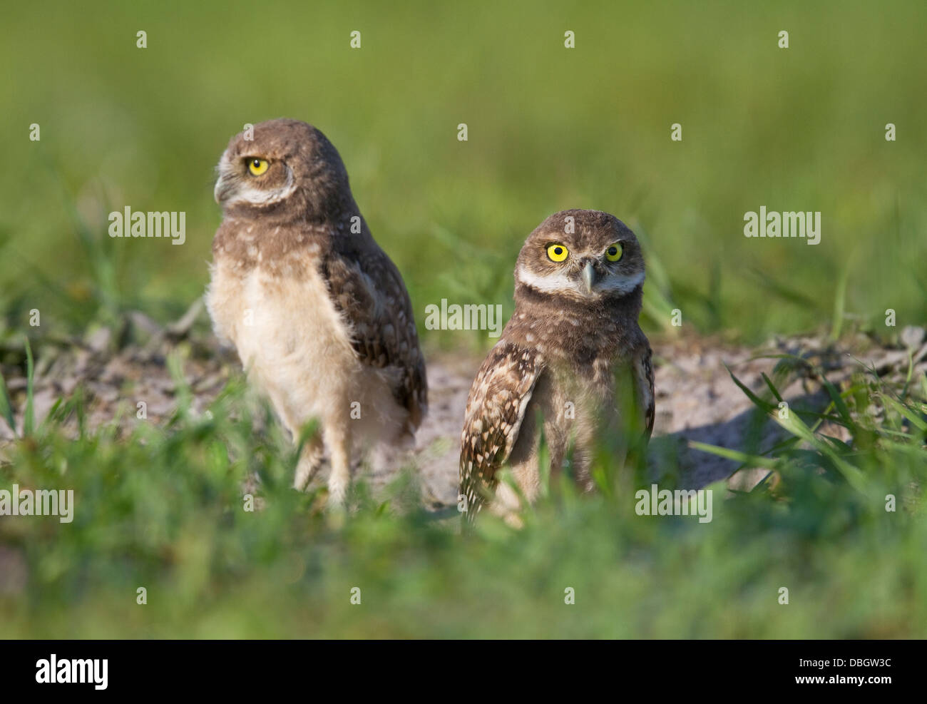 Baby burrowing owl hi-res stock photography and images - Alamy