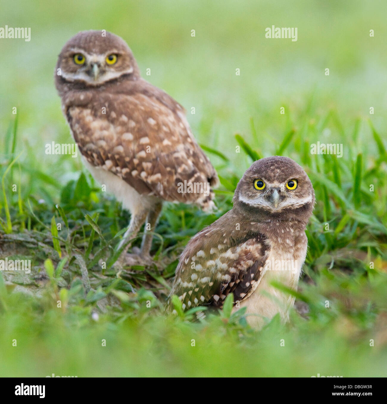 Baby burrowing owl hi-res stock photography and images - Alamy