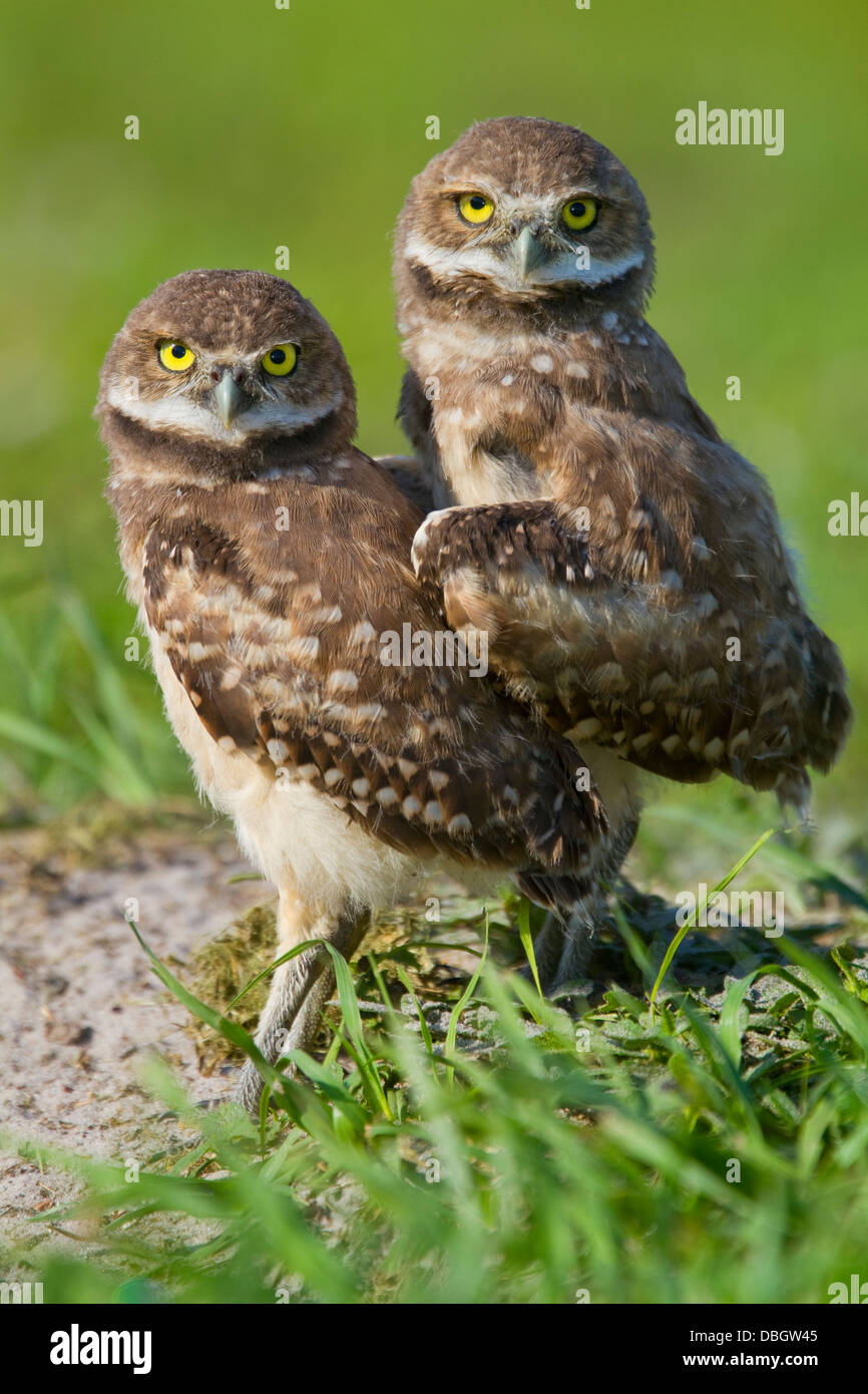 Cute baby owl hi-res stock photography and images - Alamy