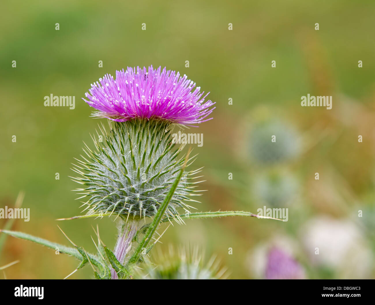Purple thistle flower Stock Photo - Alamy