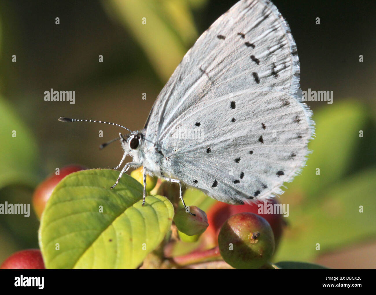 Holly Blue Butterfly Wings Closed High Resolution Stock Photography and ...